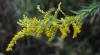 Solidago chilensis | Fitoterapia Brasil